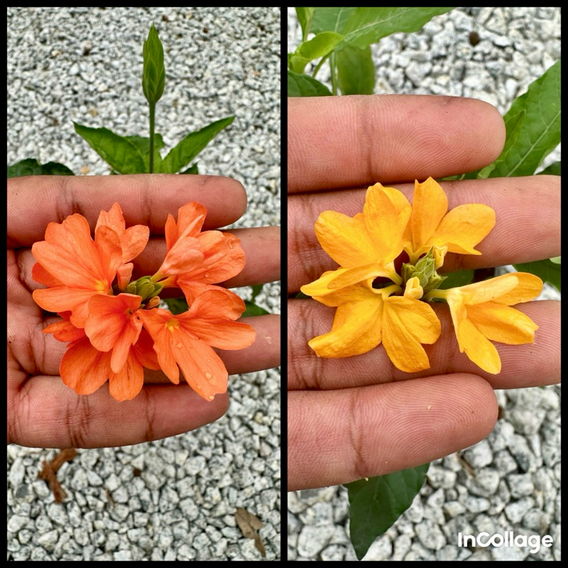 🔥OUTDOOR🔥 CROSSANDRA TREE / Orange / Yellow / Firecracker Flower ...