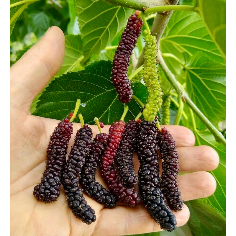 🔥HYBRID🔥 RED LONG TAIWAN MULBERRY TREE (SWEET) / Mulberry Buah Panjang ...