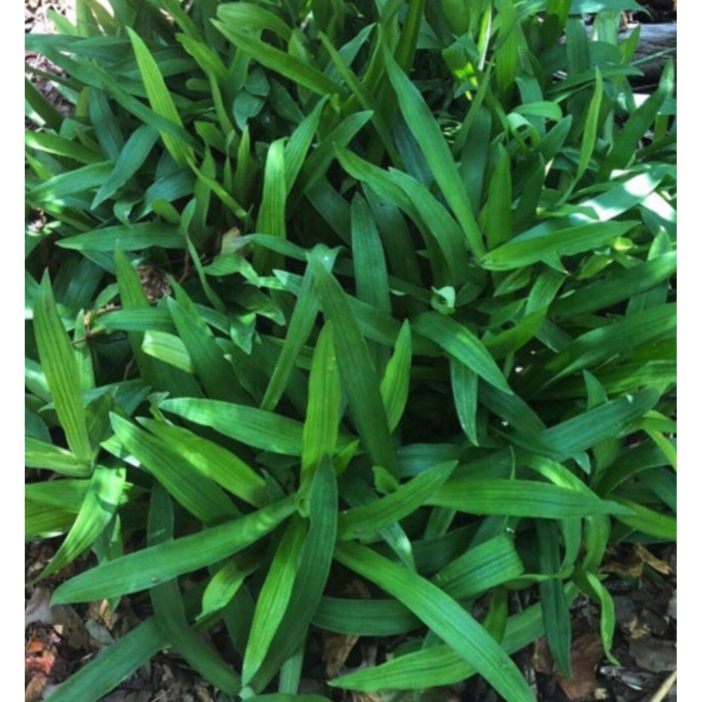 Pokok Rumput Siti Khadijah Plant Herb | Shopee Malaysia