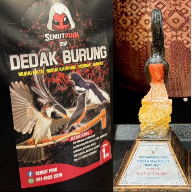DEDAK BURUNG SEMUT PINK (DSP) 1KG RM20.00 | Shopee Malaysia