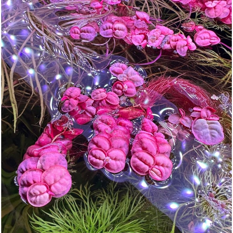 red floater water plant / kiambang merah / pokok air kiambang merah ...