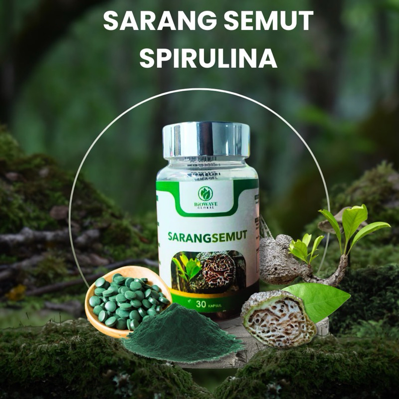 🔥READY STOCK🔥Kapsul Raja Satong Sarang Semut 1001 Khasiat - Kanser ...