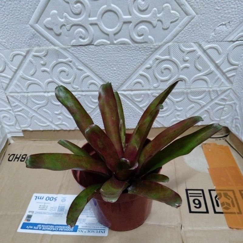 Anak Pokok Bromeliad fire ball | Shopee Malaysia