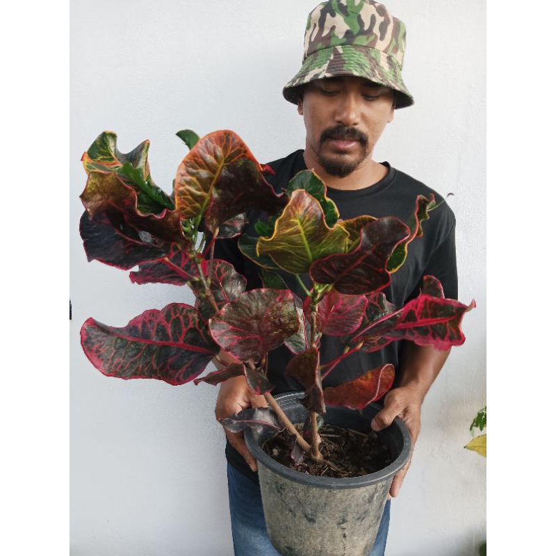 Pokok Puding Thailand Saiz Induk | Shopee Malaysia