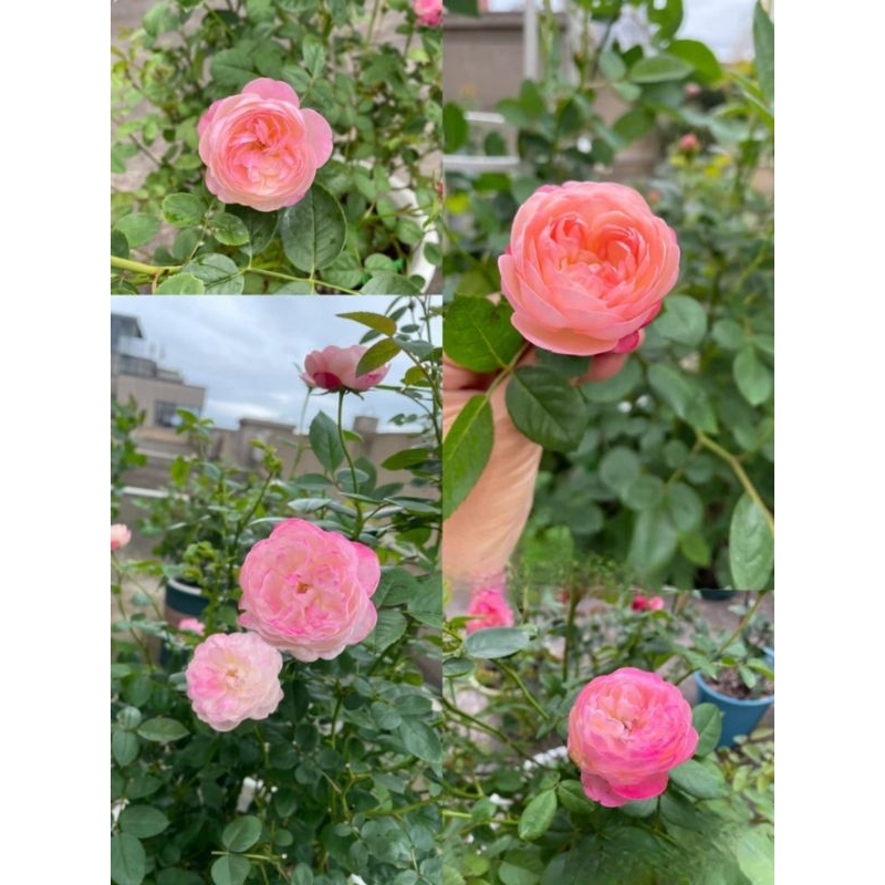 Outdoor Live Plant Rose Flower 和室玫瑰 30 - 50cm Pokok Ros Tempat Panas ...