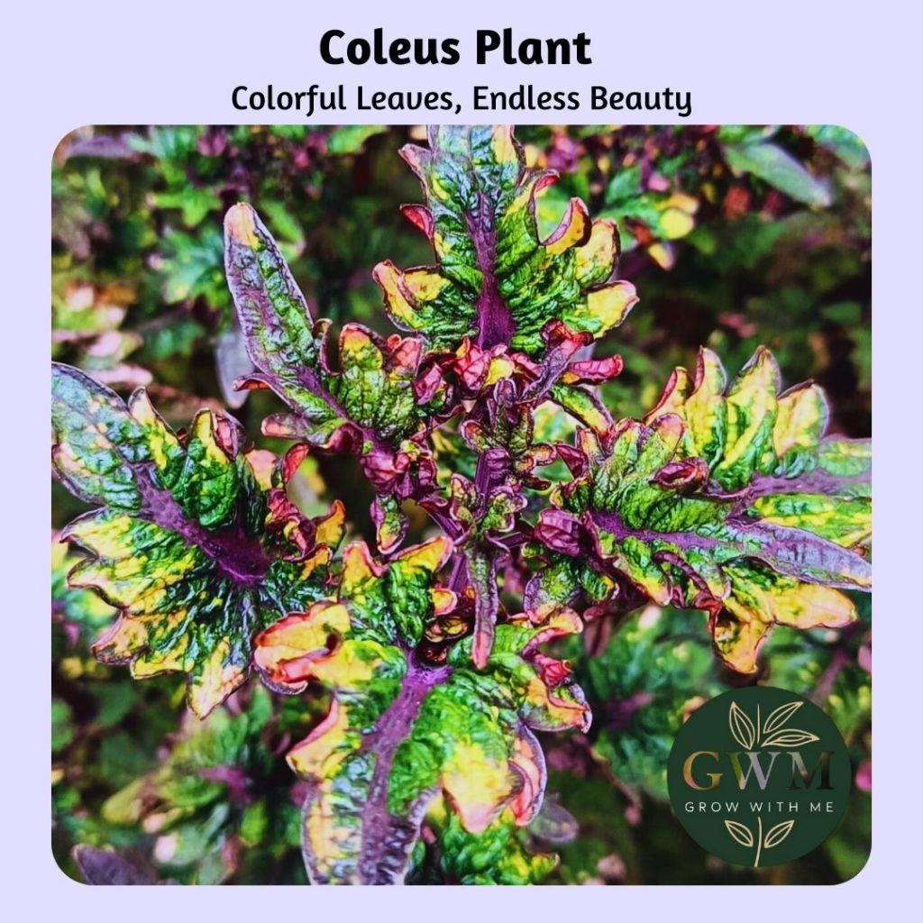 GWM-Viral Gardening Coleus Plant Tricolor Coral/Plectranthus ...