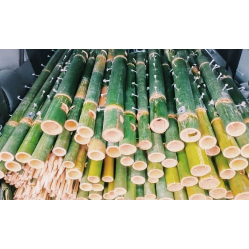 PELITA RAYA BULUH 4 SUMBU SEKALI STAND | Shopee Malaysia