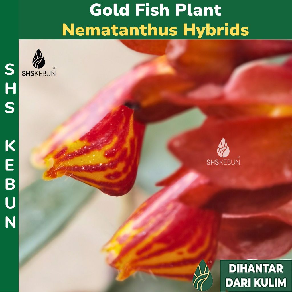 Goldfish flower plant Nemantanthus Orange Red Indoor 金鱼花 Live Plant SHS ...