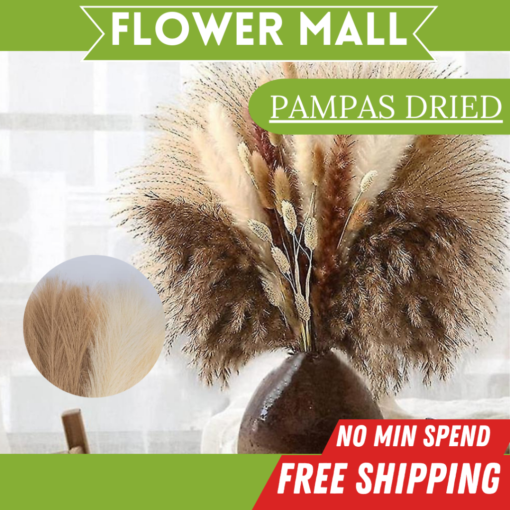 PAMPAS EXTRA LONG Flurry Real Fluffy Dried Flower Natural Pampas Grass ...