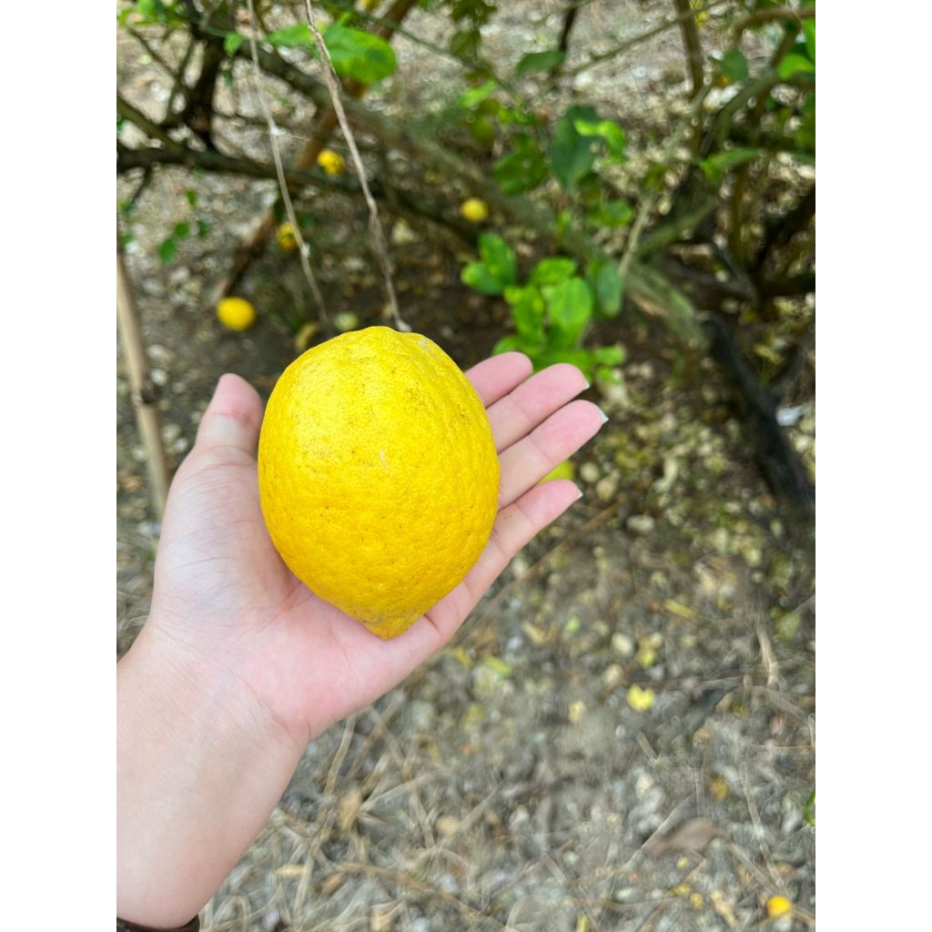 香水柠檬 无农药 Fragrant lemon 100% pesticide free~ 1KG | Shopee Malaysia