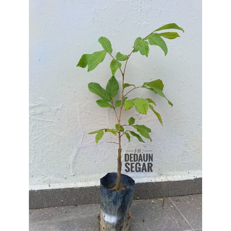 Anak Pokok Rambutan Anak Sekolah | Shopee Malaysia