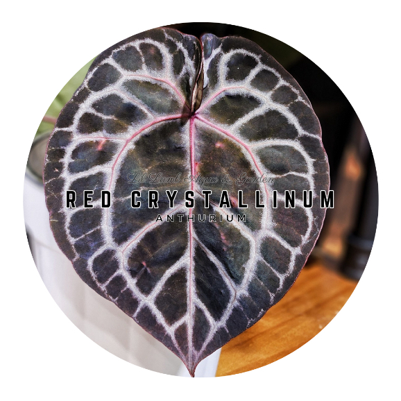 [Anthurium] Red Crystal Zara Michelle Wonderboy Crystallinum Docblock ...