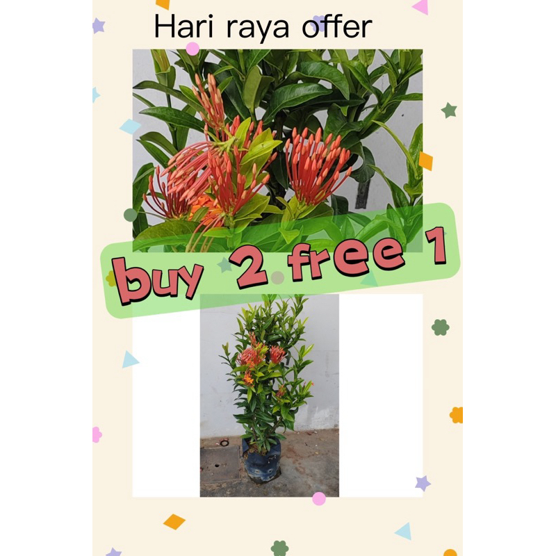 🔥raya offer ixora oren bunga 🌹 | Shopee Malaysia