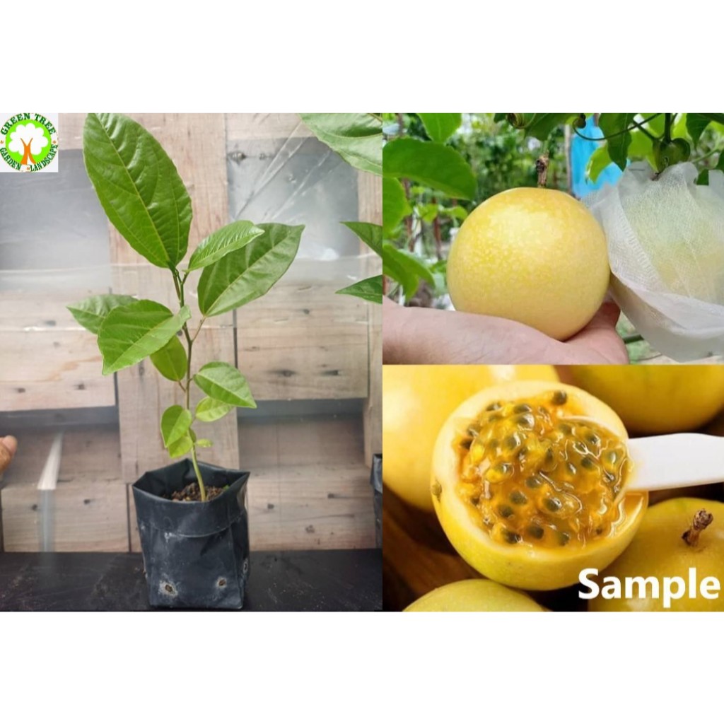 Fruit Tree - Anak Pokok Markisa Panama Rose Gold Passion Fruit ...