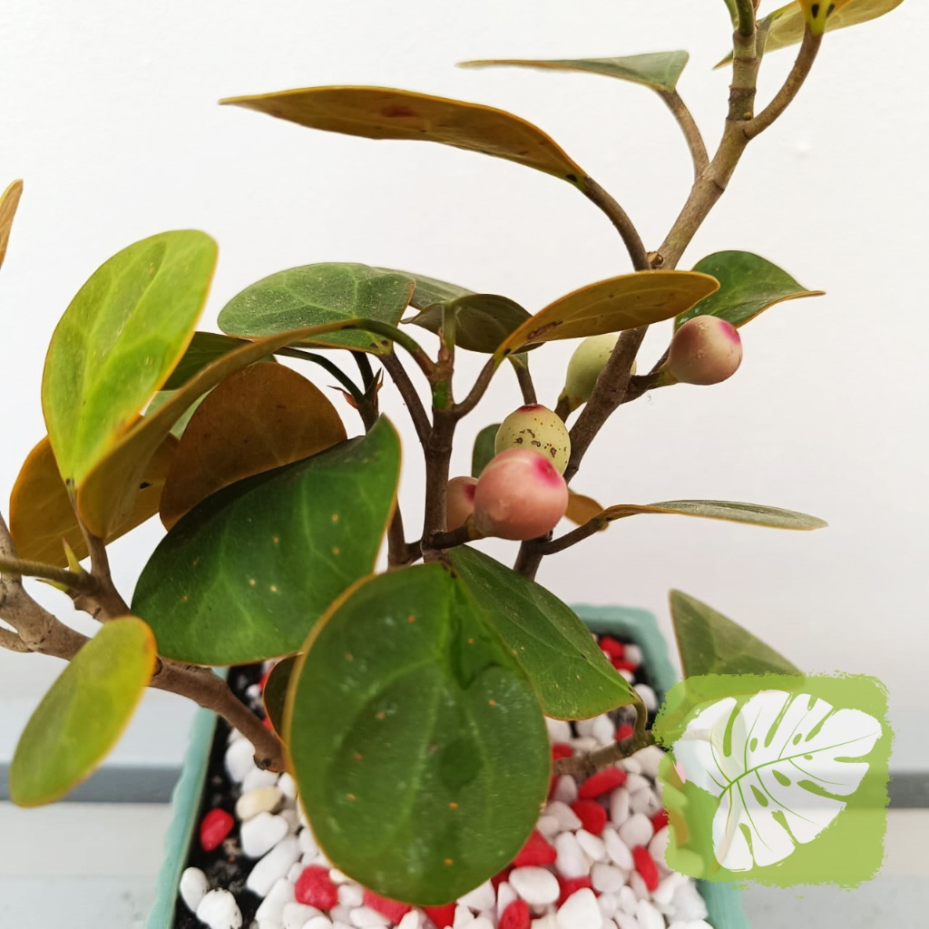 Ficus Diversifolia Mistletoe Fig 小盼菩提 Mas Cotek IOB | Shopee Malaysia