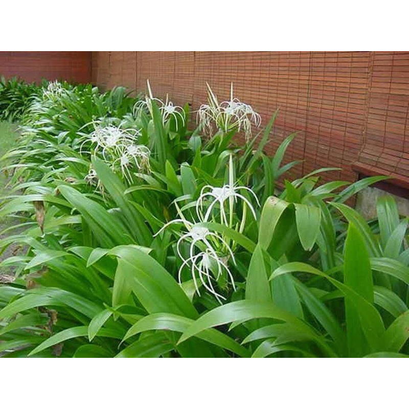 Daun Tembaga Suasa ~~ perubatan tradisional | Shopee Malaysia