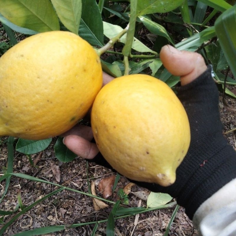 Lemon kuning besar hasil dari stek pokok hibrid (promosi harga asal RM ...