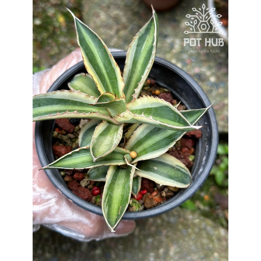 POTHUB Ready Stock Bare Root Agave Lophantha Quadricolor Variegated ...