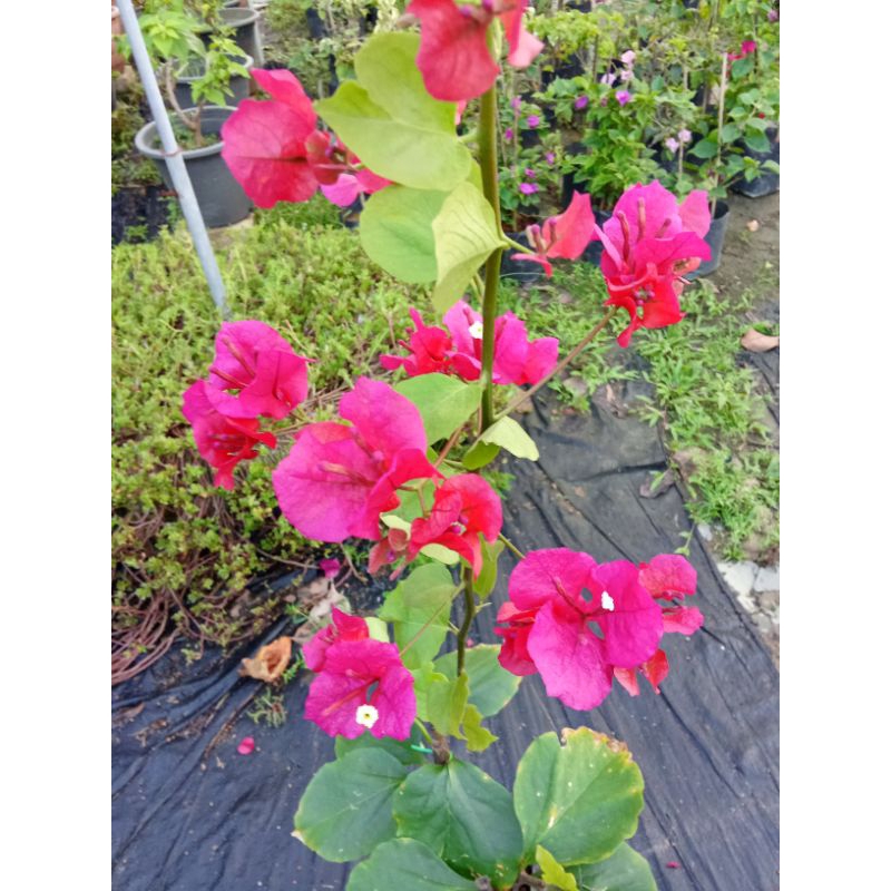 Bunga kertas tapak itik / duck feet | Shopee Malaysia