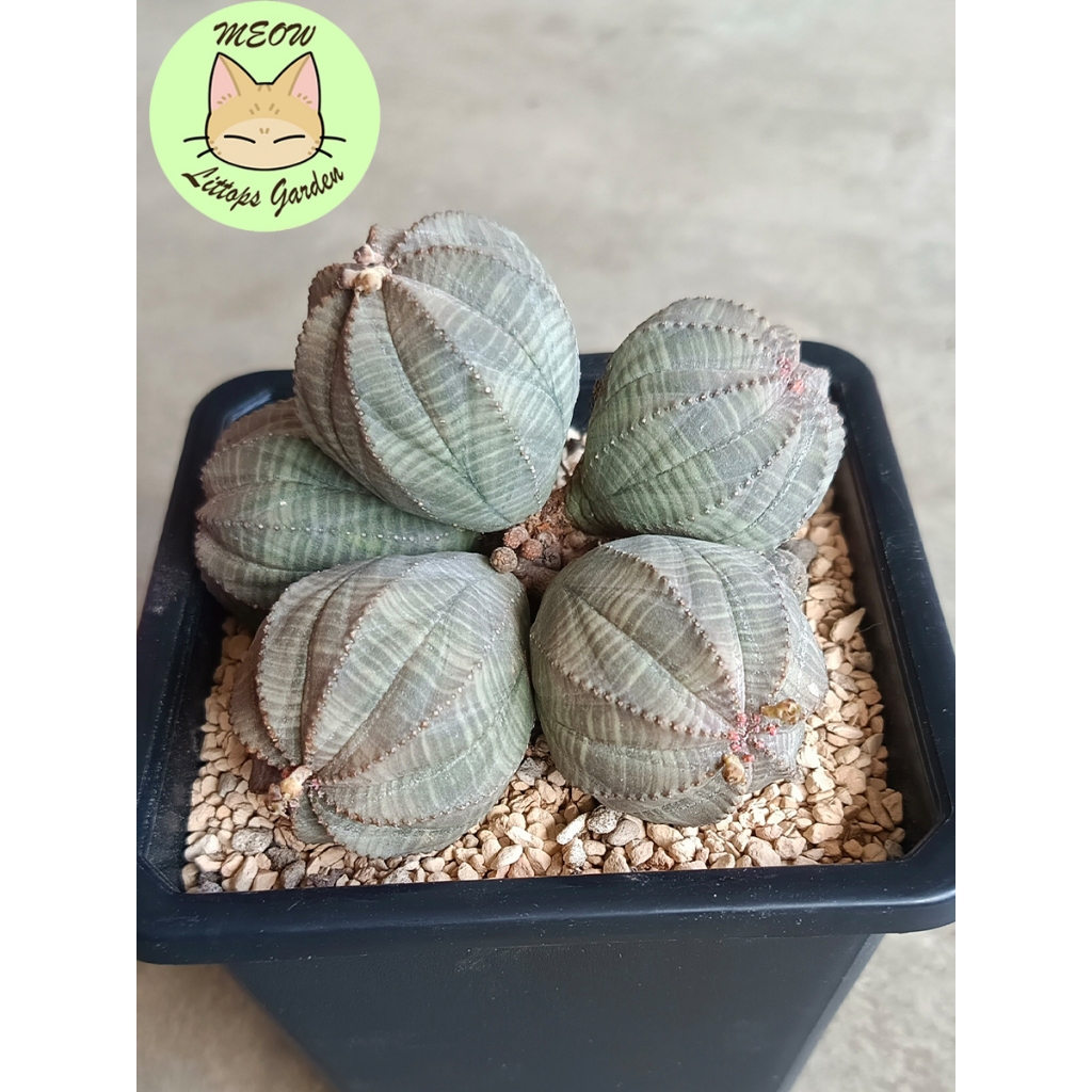 Wild Caudex Succulent Plant Cactus/Euphoria Obesa Seedling 布纹球群生/块根植物 ...