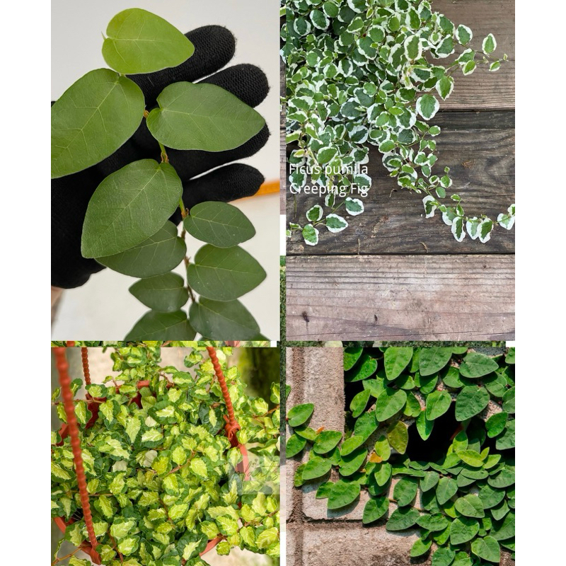 🌱Ficus pumila🌱Creeping Fig🌱 Ficus pumila Curly🌱 薜荔🌱 花叶薜荔🌱Ficus pumila ...