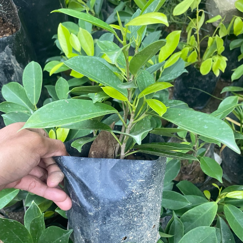 Ficus Microcarpa Gold / Pokok Pagar / Pokok Landskap (Live Plant ...