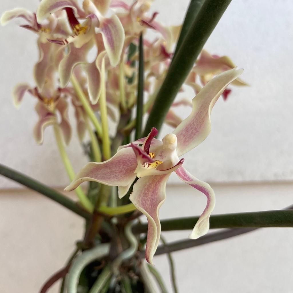 H2O - Paraphalaenopsis laycockii Orchid 拉氏棒叶蝶兰 (with flower) Live Plant ...