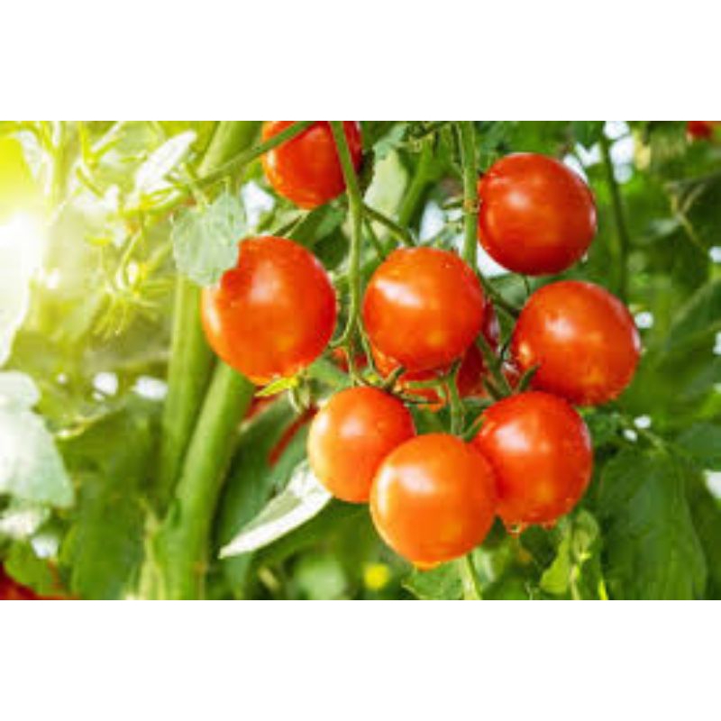 Pokok Tomato Ceri(Anak Pokok) | Shopee Malaysia
