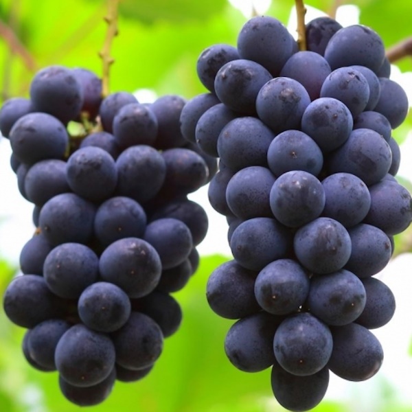 Anak Pokok Anggur Kyoho Buah Hitam Seedless | Shopee Malaysia