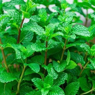 1000pcs Biji Benih Pudina | Edible Mint /可食用薄荷 | Shopee Malaysia
