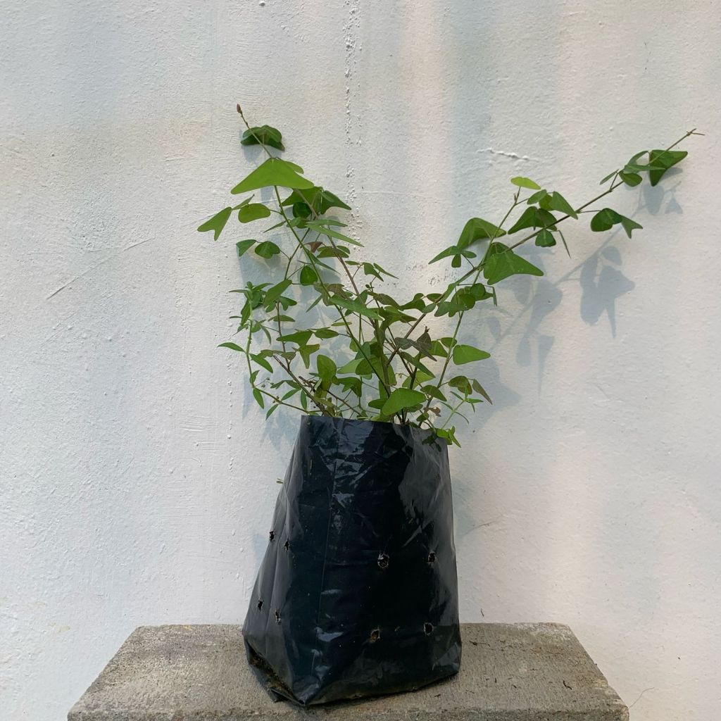 TA Pokok Rerama Hijau (S) | Shopee Malaysia