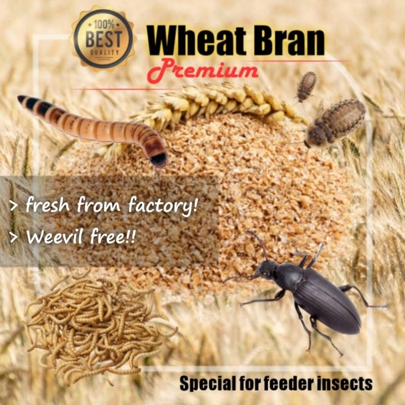 [Ready Stock] Dedak Gandum / Wheat Bran for Superworms Mealworms ...