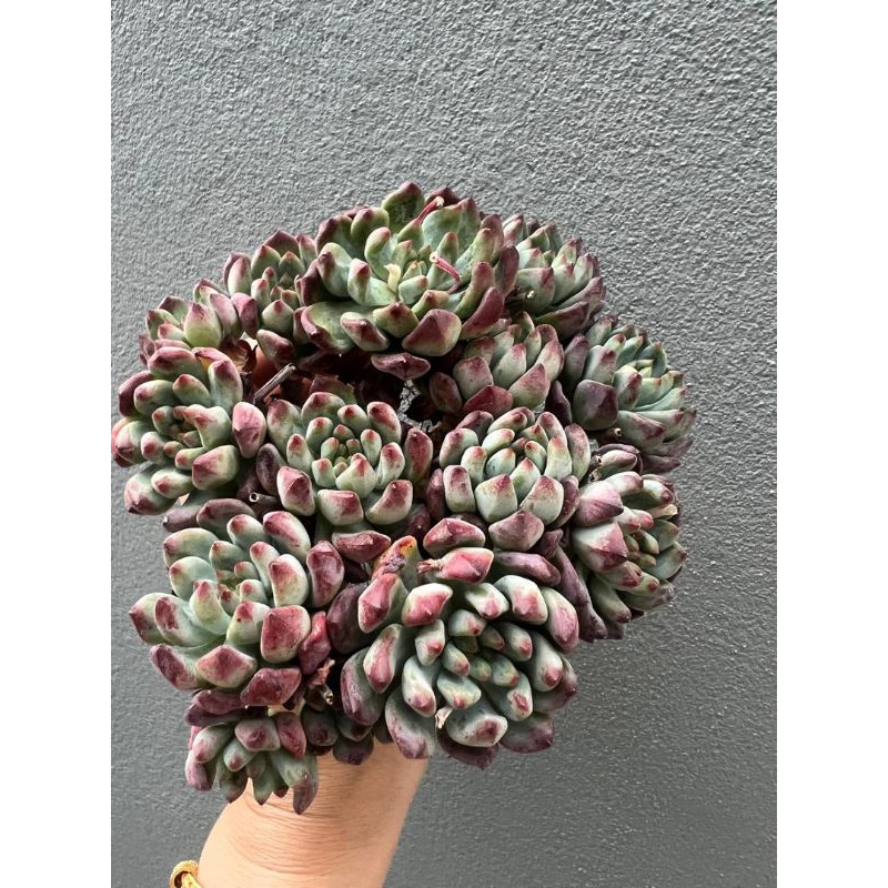 Succulent Sedeveria 'Blue Elf' 蓝苹果 15cm+- 随机发货 | Shopee Malaysia