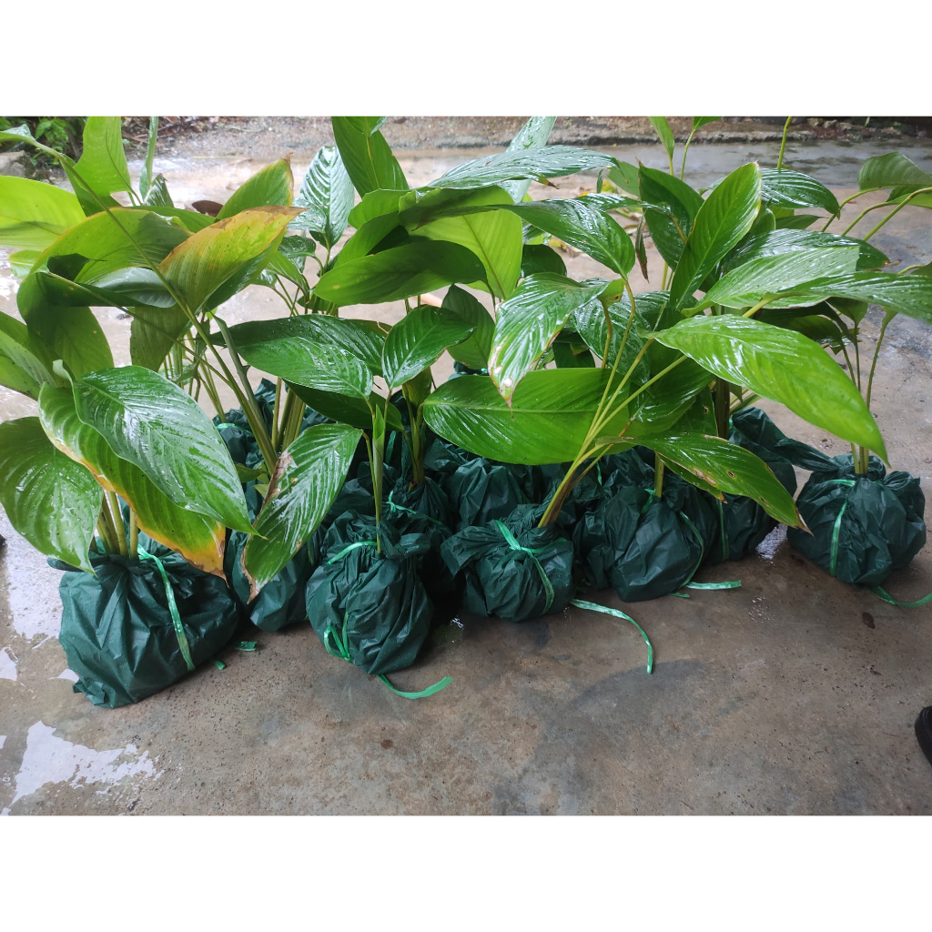 Pokok Lerek / Anak Pokok Lerek / Daun Lerek untuk lemang / Pokok untuk ...
