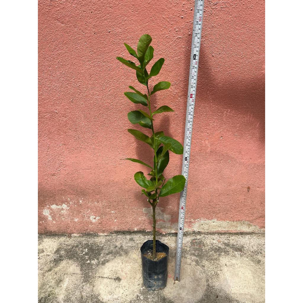 POKOK LEMON EUREKA (EUREKA LEMON) | Shopee Malaysia