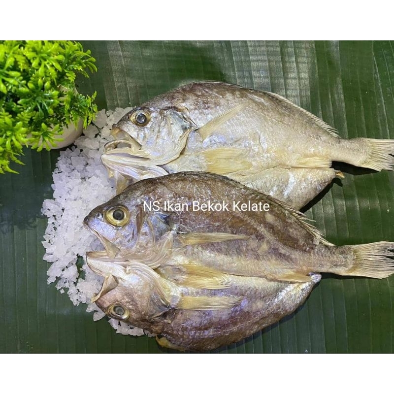Ikan Gelama Bekok 500g kurang masin | Shopee Malaysia
