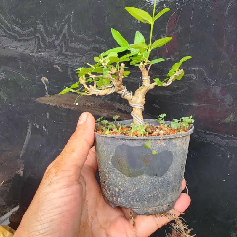 bonsai jeliti sui mei 水梅 for beginner | Shopee Malaysia