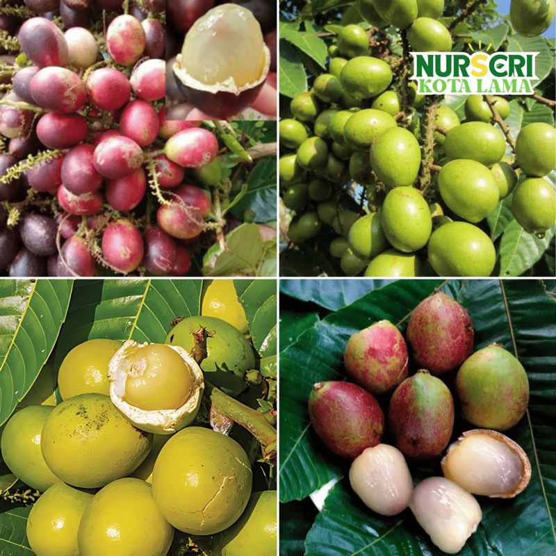 🔥RARE🔥 POKOK MATOA / Longan Brazil / Buah Kristal / Island Lychee ...