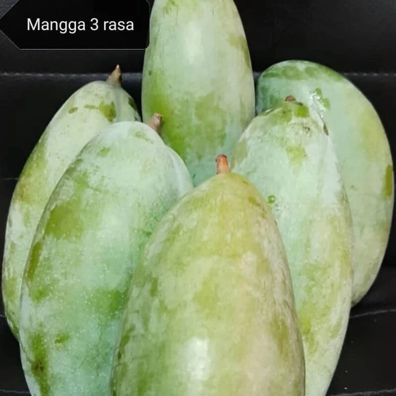 Mangga Lemak 3 Rasa Size Besar Tidak Masam Manis Dimakan Begitu Saja ...