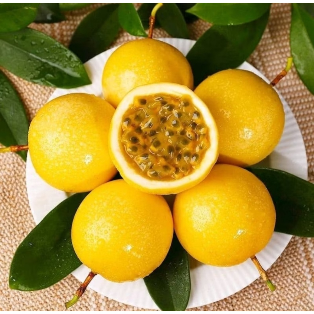 ANAK POKOK MARKISA PANAMA yg SEDAP, SENANG TANAM DAN CEPAT BERBUAH ...