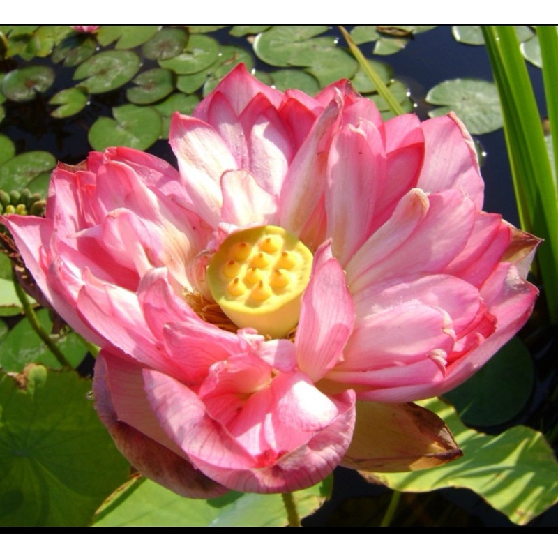 Lotus Live plant Teratai hidup Tuber Aquatic Flower Pokok bunga ...