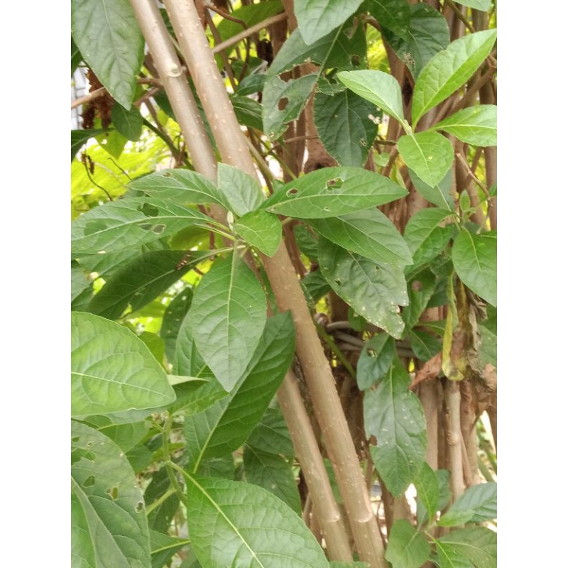 KERATAN BATANG POKOK AFRIKA/POKOK BISMILLAH,(10 KERATAN) | Shopee Malaysia