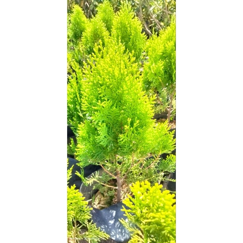 pokok pine tahan panas/ thuja pine/ Platycladus | Shopee Malaysia