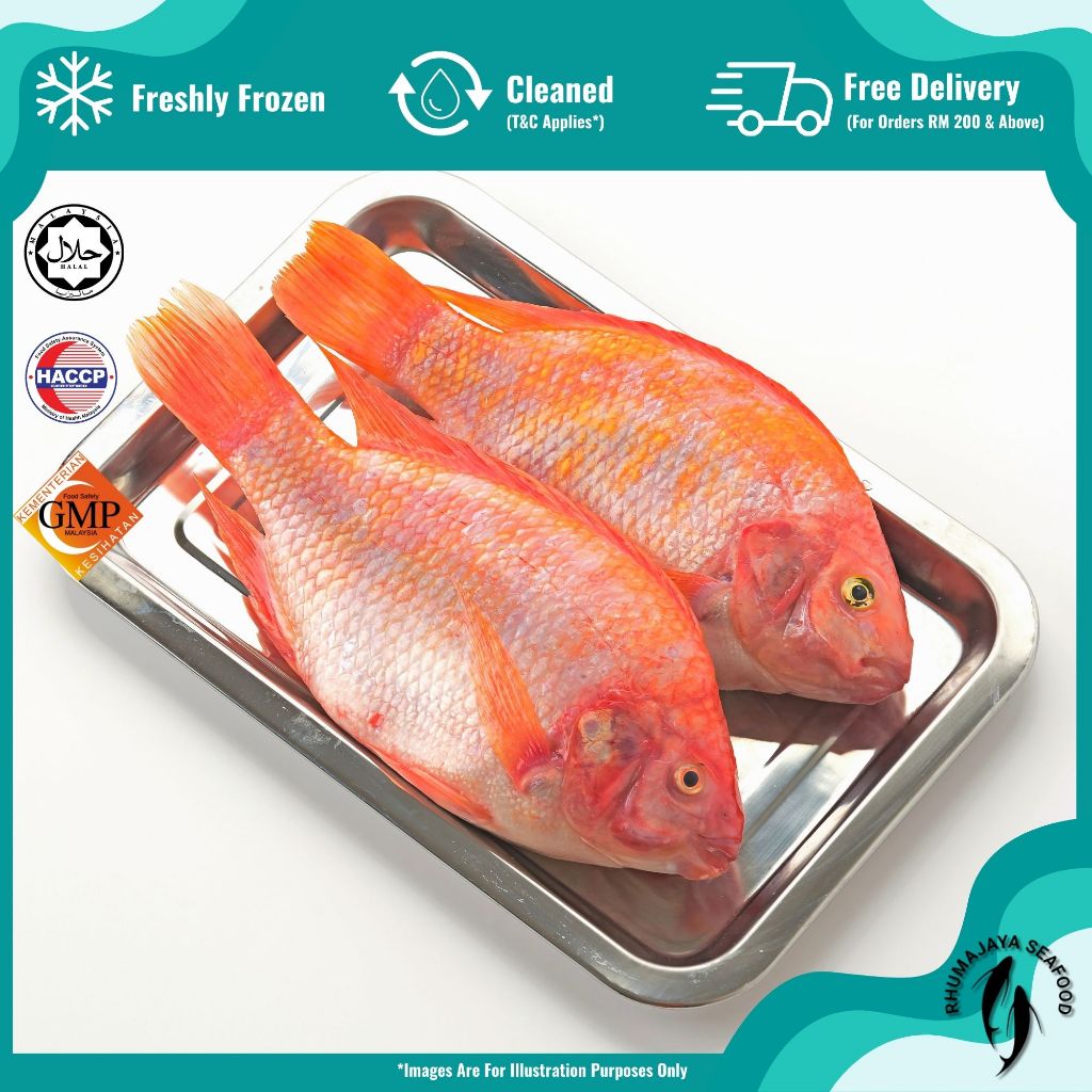 Red Tilapia (Cleaned) Tilapia Merah 非洲鱼| Rhumajaya Fresh Frozen Seafood ...