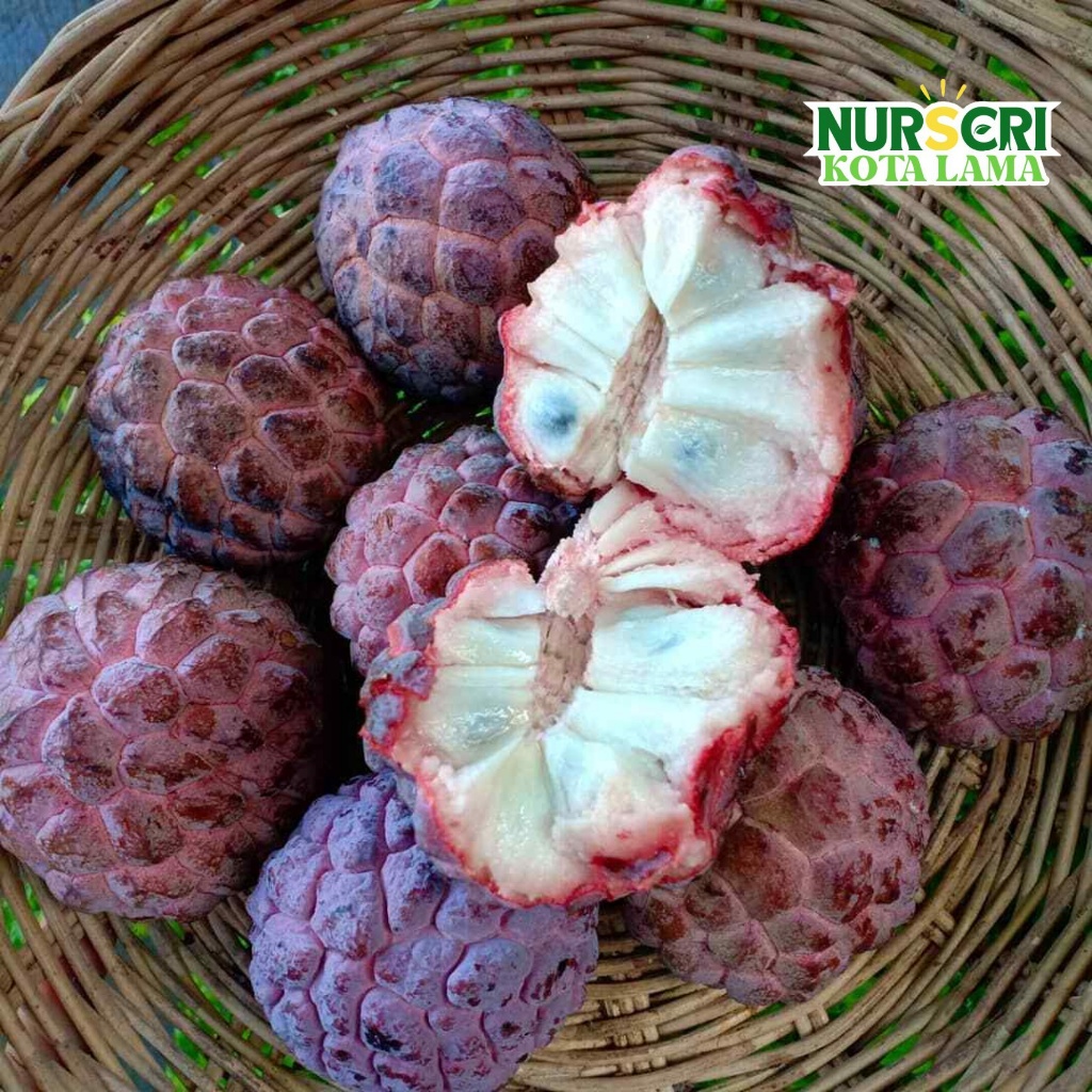 🔥RARE🔥 POKOK NONA MERAH / Red Sugar Apple / Red Custard Apple / Red ...