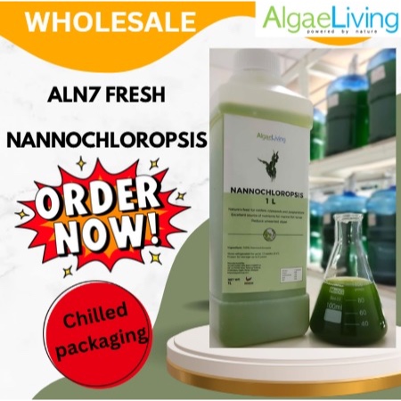 (WHOLESALE) Algae Living ALNO Fresh Nannochloropsis Oculata for Rotifer ...