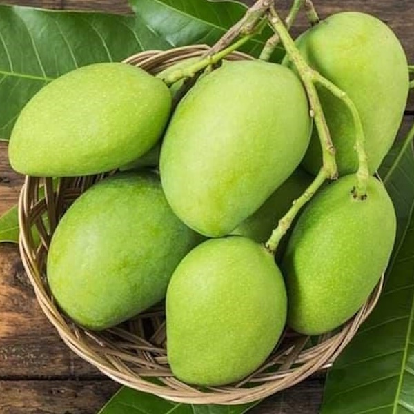Anak Pokok Mangga Telur/Melur/Pauh Padi/Pauh Telur | Shopee Malaysia