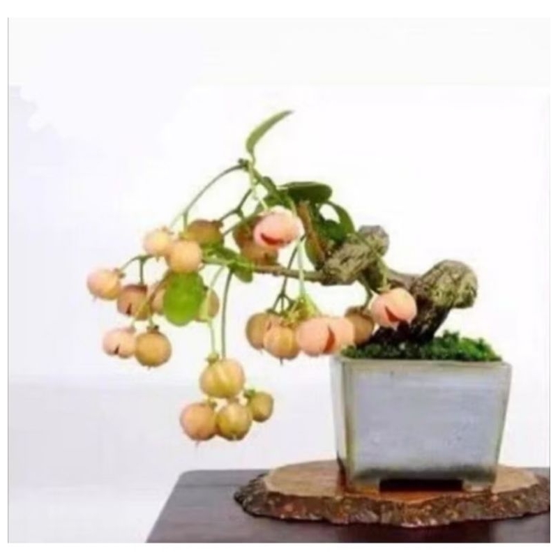 bonsai material japan mayumi , spindle fruity bonsai | Shopee Malaysia