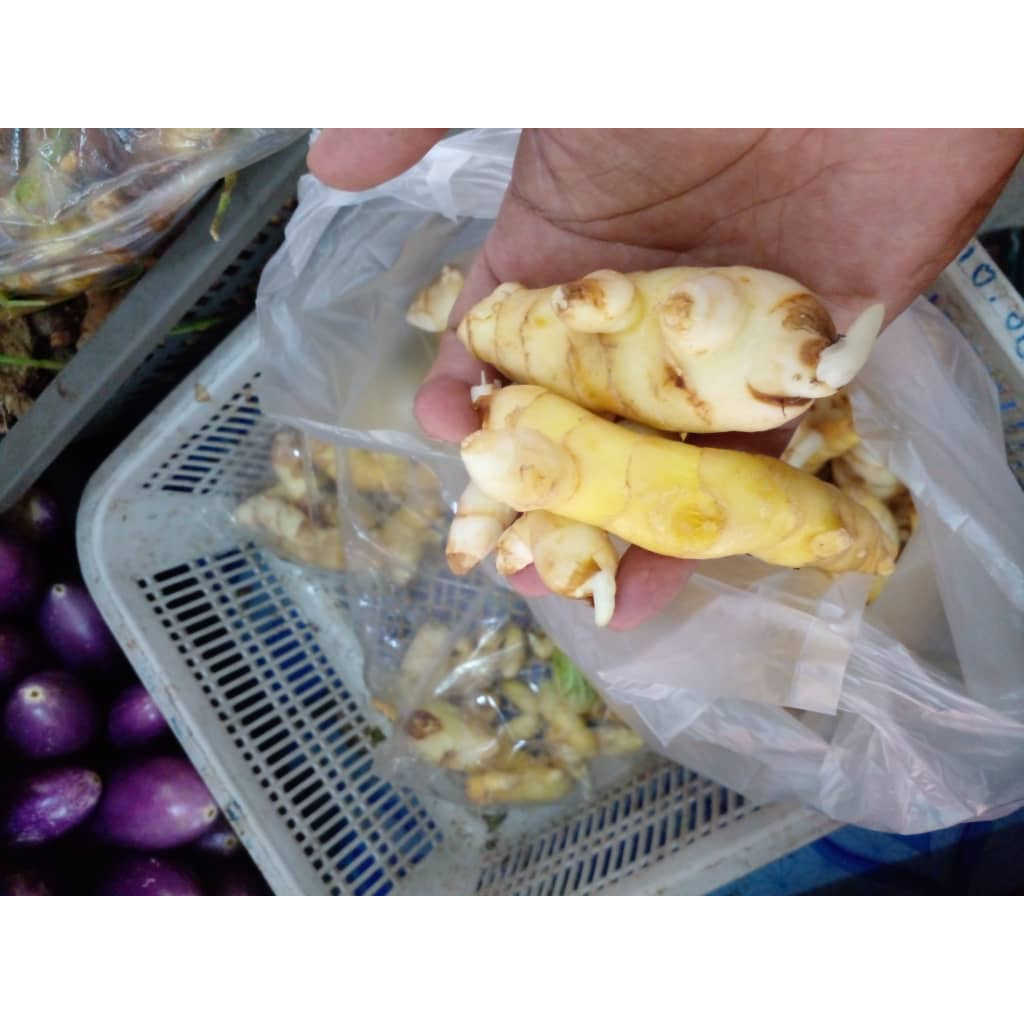 5. Temu Pauh/Mangga dan Temu Kunci Segar | Shopee Malaysia