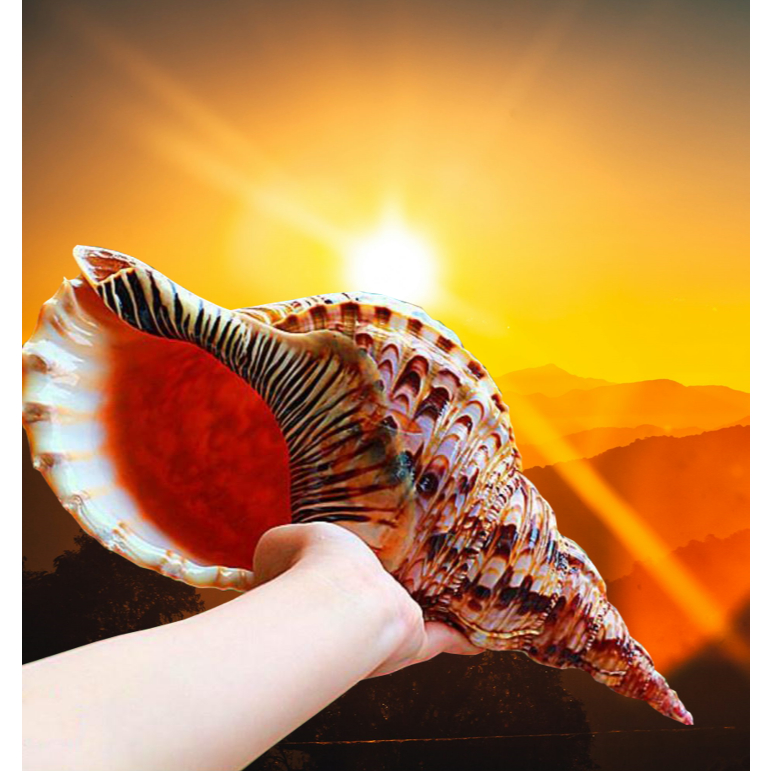 Triton Trumpet Shell, Natural Sea Shell | Shopee Malaysia